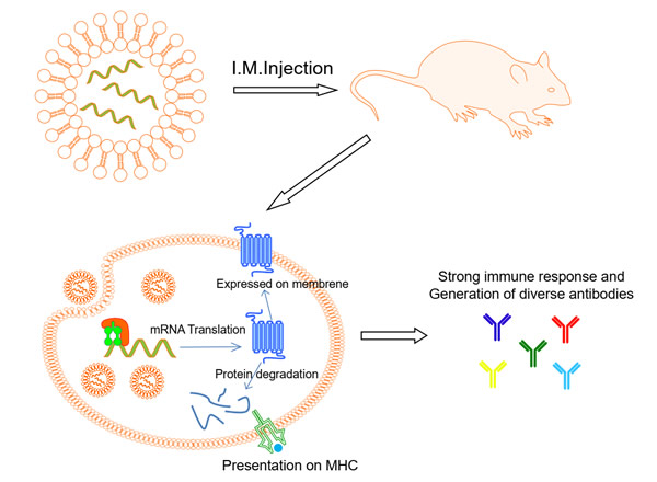 mRNA-LNP订制产品-北京博绎嘉研科技发展有限公司